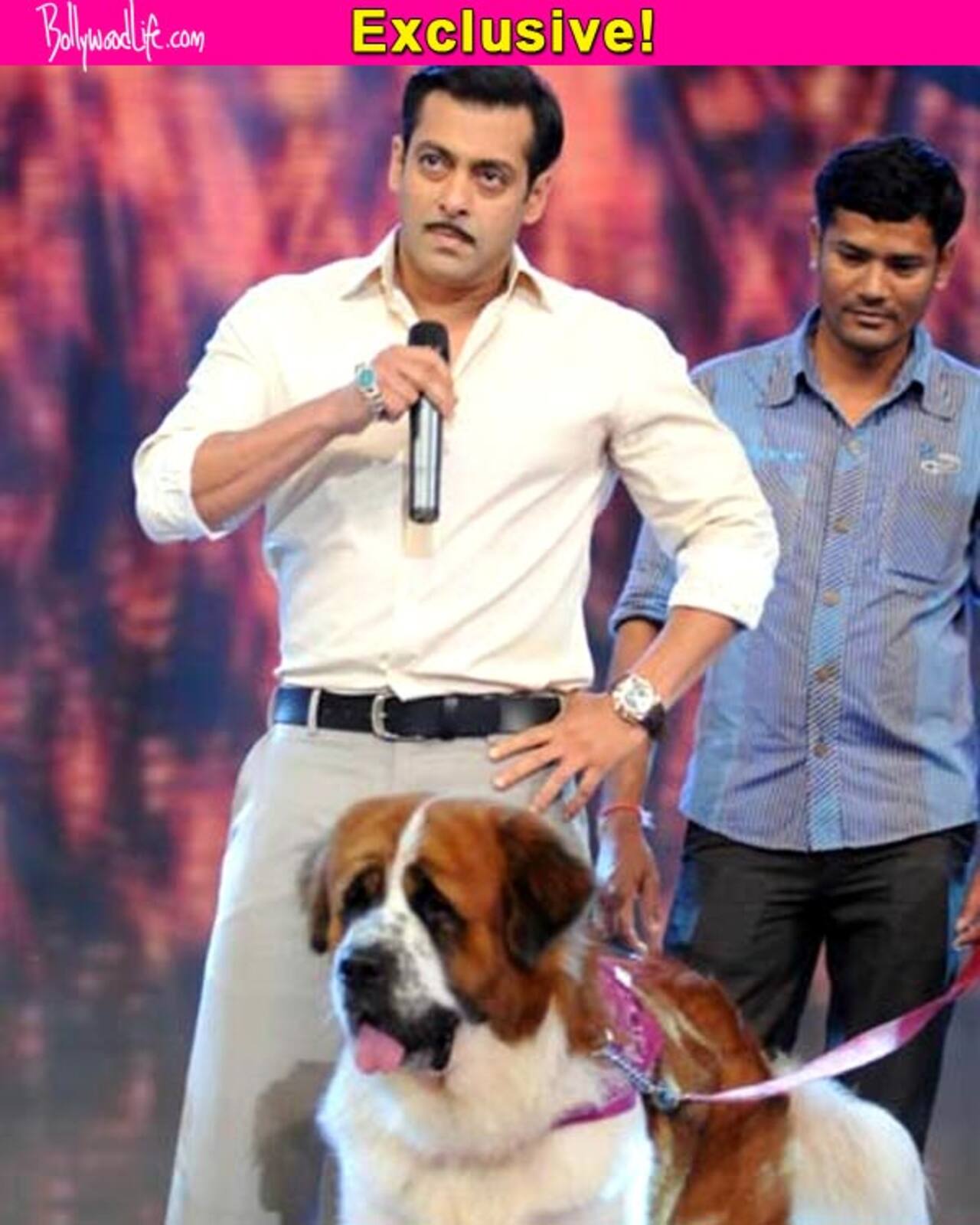 RIP Saint: Salman Khan's dog passes away - Bollywood News & Gossip ...