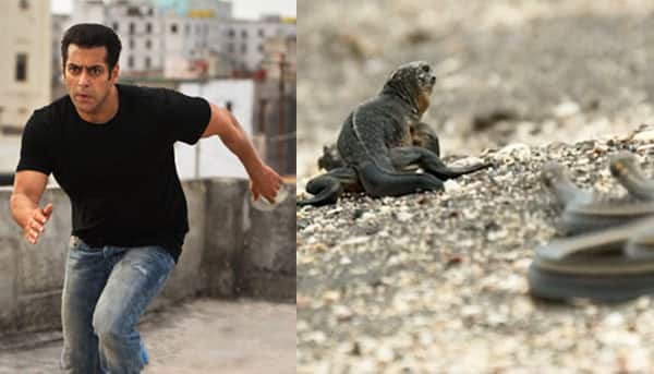 Planet Earth's iguana vs snakes scene is better than Salman Khan's ...