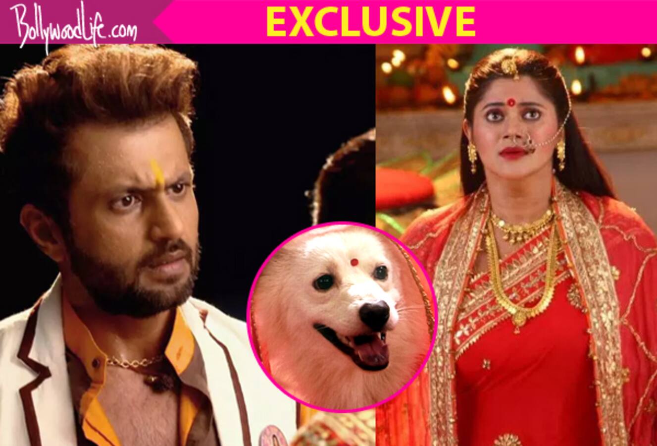 WHAT! Mohan to get married to a DOG in Devanshi - view EXCLUSIVE pics ...