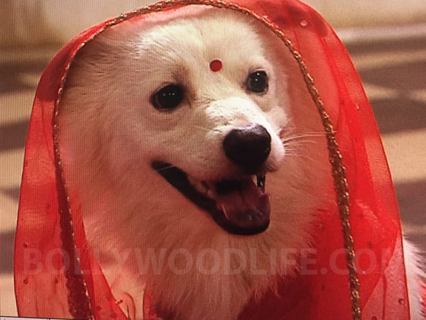 WHAT! Mohan to get married to a DOG in Devanshi - view EXCLUSIVE pics ...