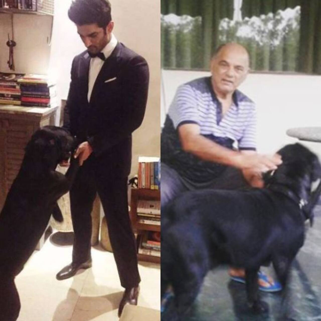 RIP Sushant Singh Rajput: The Dil Bechara actor's dog, Fudge, comes ...
