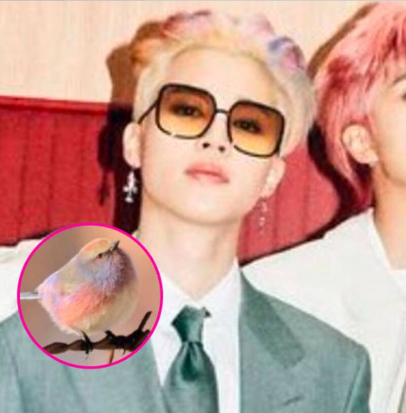 BTS: Jimin's rainbow hair for Butter has brought THIS exotic bird into ...