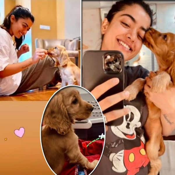 Rashmika Mandanna cute dog Aura photos goes viral: डॉगी ऑरा के बिना एक ...