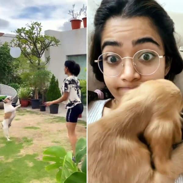 South Stars Pet Dogs: Samantha Akkineni और Rashmika Mandanna ही नहीं ...