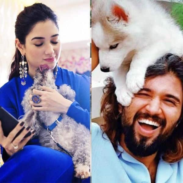 Tamannaah Bhatia, Vijay Deverakonda and more: Meet 5 south celebs and ...