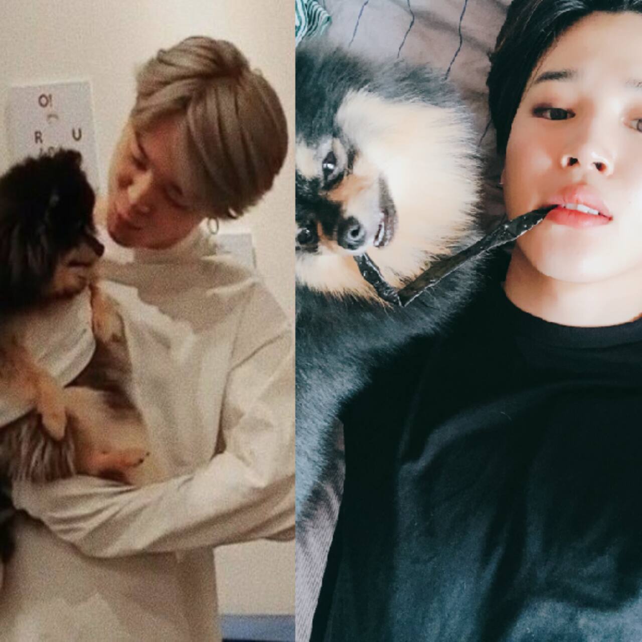 Is BTS member V's dog a bigger fan of Jimin than his owner? These ...
