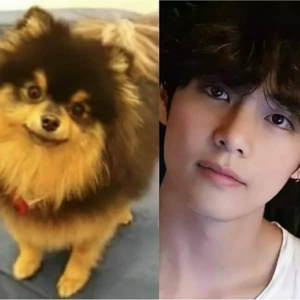 BTS' V aka Kim Taehyung and pooch Tannie's pictures scream 'like father ...