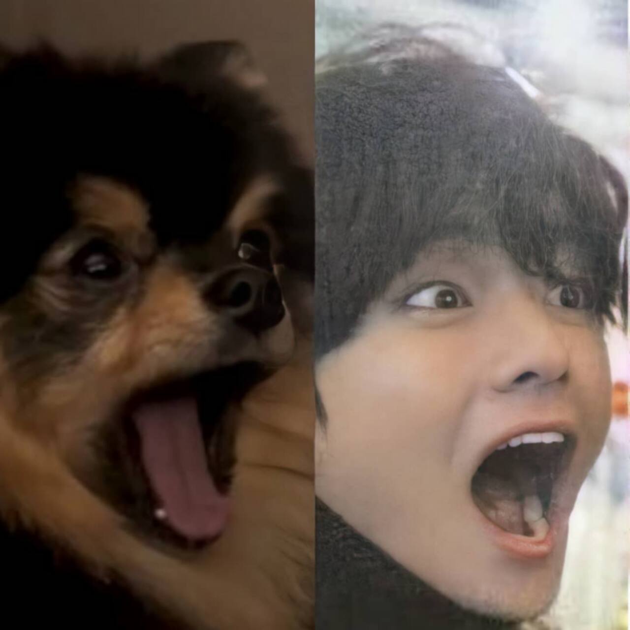 BTS' V aka Kim Taehyung and pooch Tannie's pictures scream 'like father ...