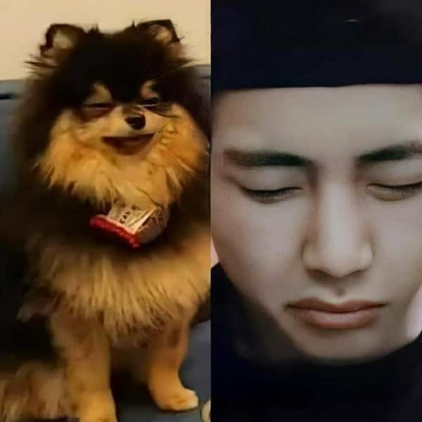 BTS' V aka Kim Taehyung and pooch Tannie's pictures scream 'like father ...