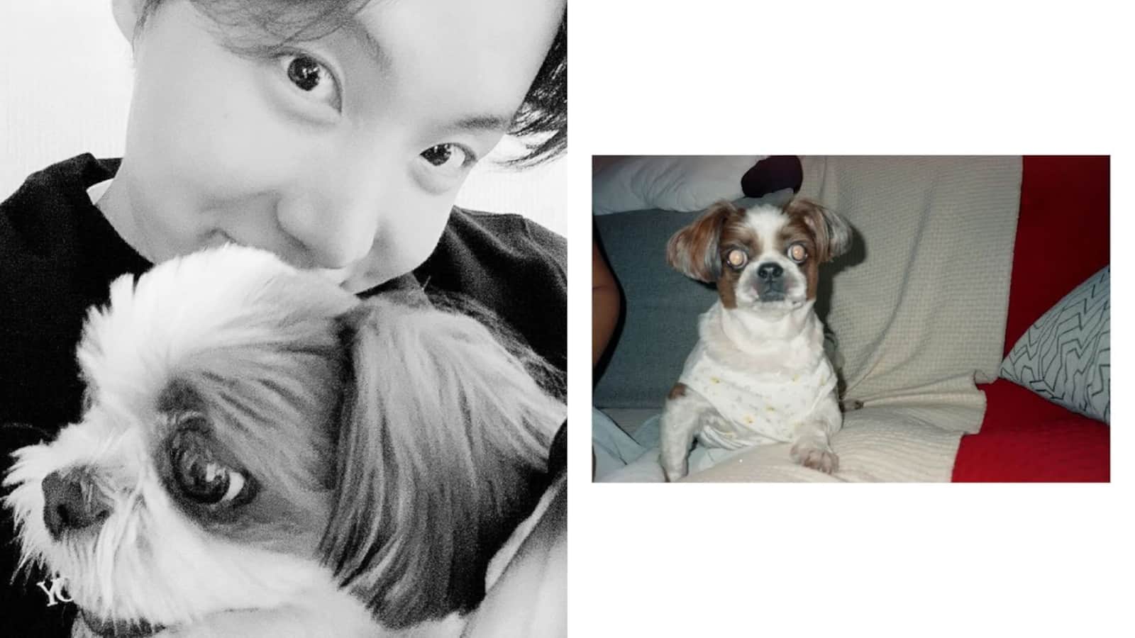 BTS: From J-Hope's Mickey to RM's Rapmon, THESE pet dogs of septet are ...
