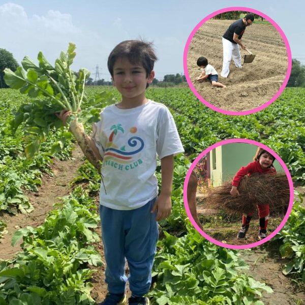 Kareena kapoor son Taimur Ali Khan take radish from farm : खेत से मूली ...