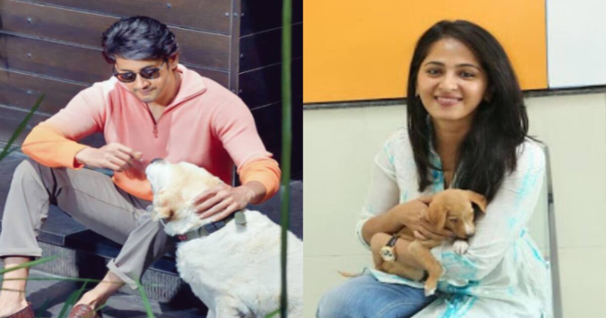Anushka Shetty, Mahesh Babu, Varun Dhawan and other stars who love dogs