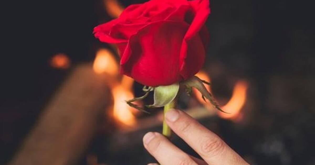 Rose Day 2024: From history to significance of this day, know ...