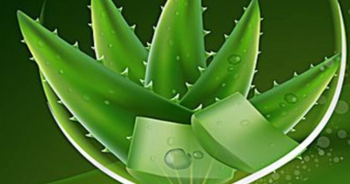Top 8 Reasons To Include Aloe Vera In Your Korean Haircare Routine