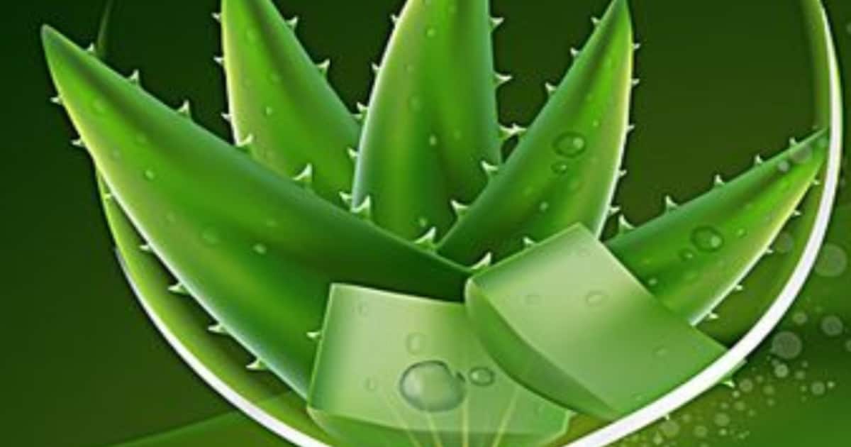 Top 8 Reasons To Include Aloe Vera In Your Korean Haircare Routine