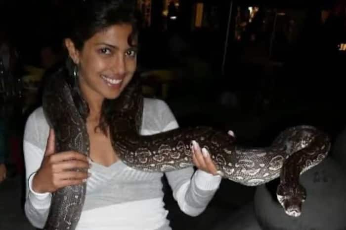 Priyanka Chopra poses fearlessly with a giant snake around her Neck as ...
