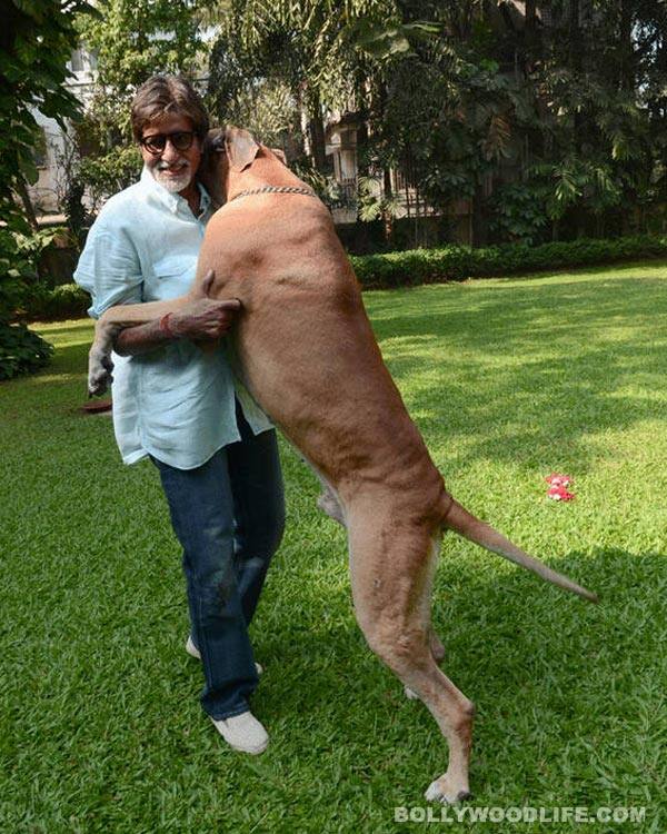 Amitabh Bachchan with his dog Shanouk - Photo Gallery | Latest Pictures ...