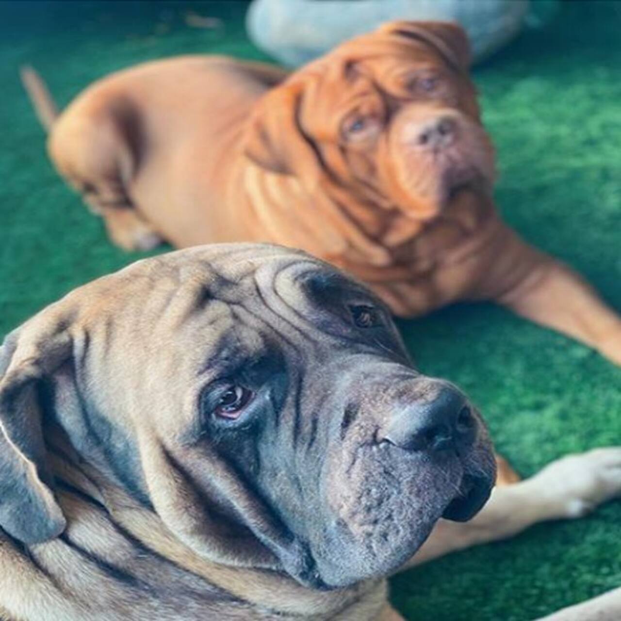 Alia Bhatt’s pics with Ranbir Kapoor's pet dogs are just adorable